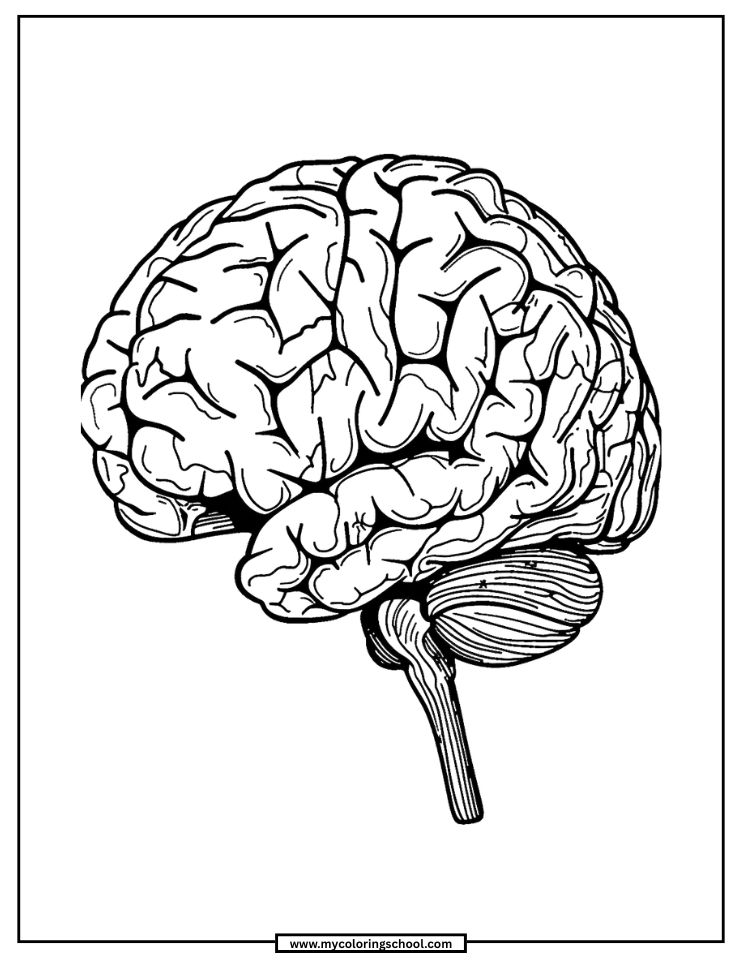 Brain Coloring Pages for Kids - My Coloring School